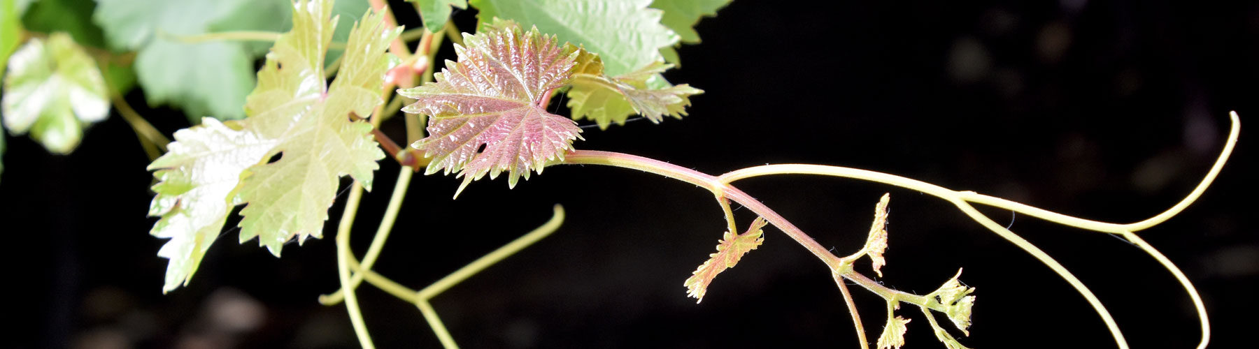 Adding Value: Investing in New Varieties - Modderdrift