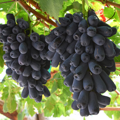 Varieties - Modderdrift