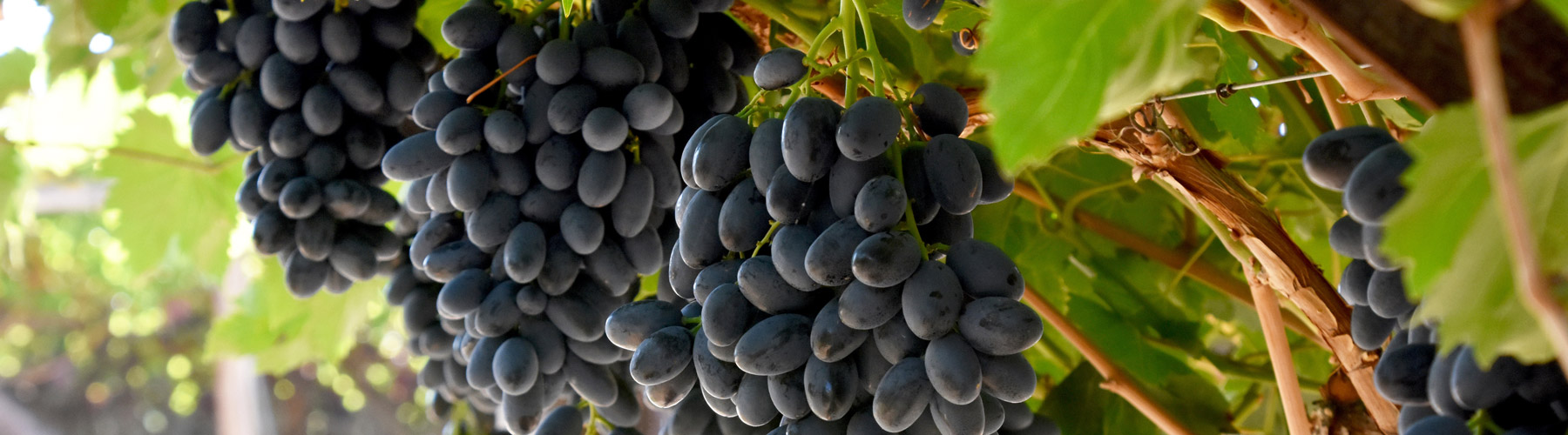 Our Markets - Modderdrift