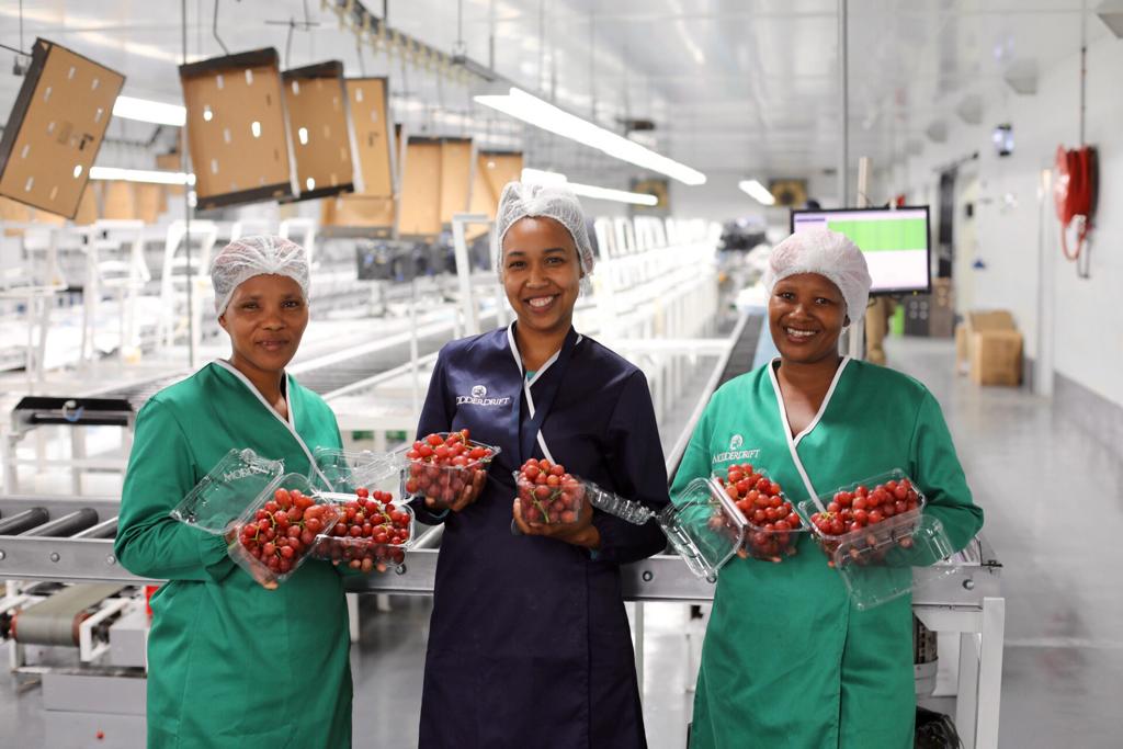 Modderdrift early harvest start featured in Freshplaza International online - Modderdrift